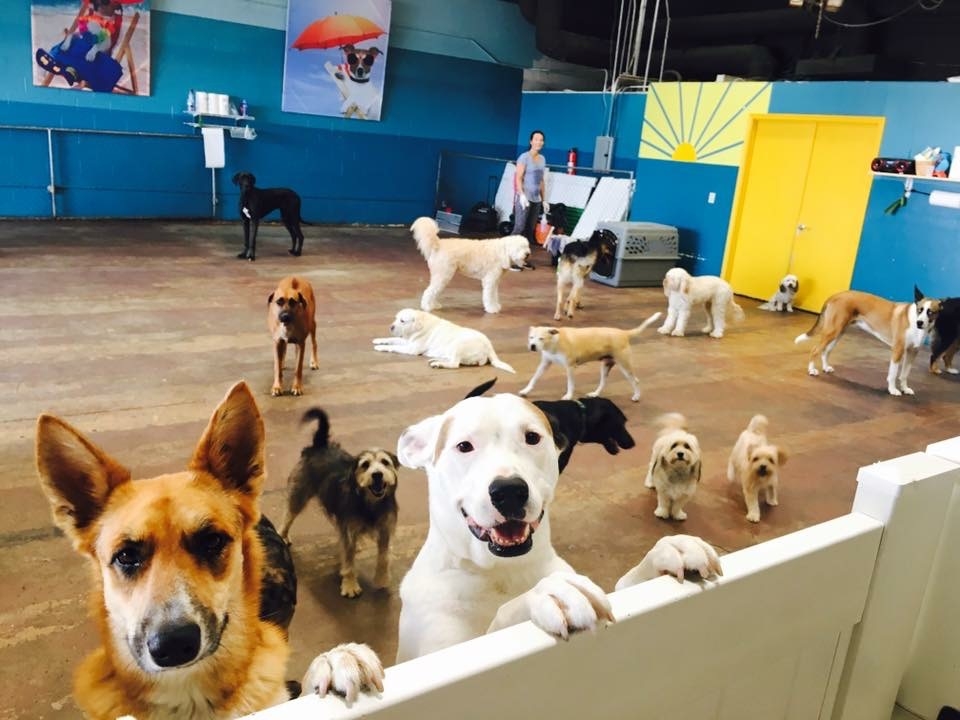 Benefits of Doggy DayCare - IHATE.ORG.UK
